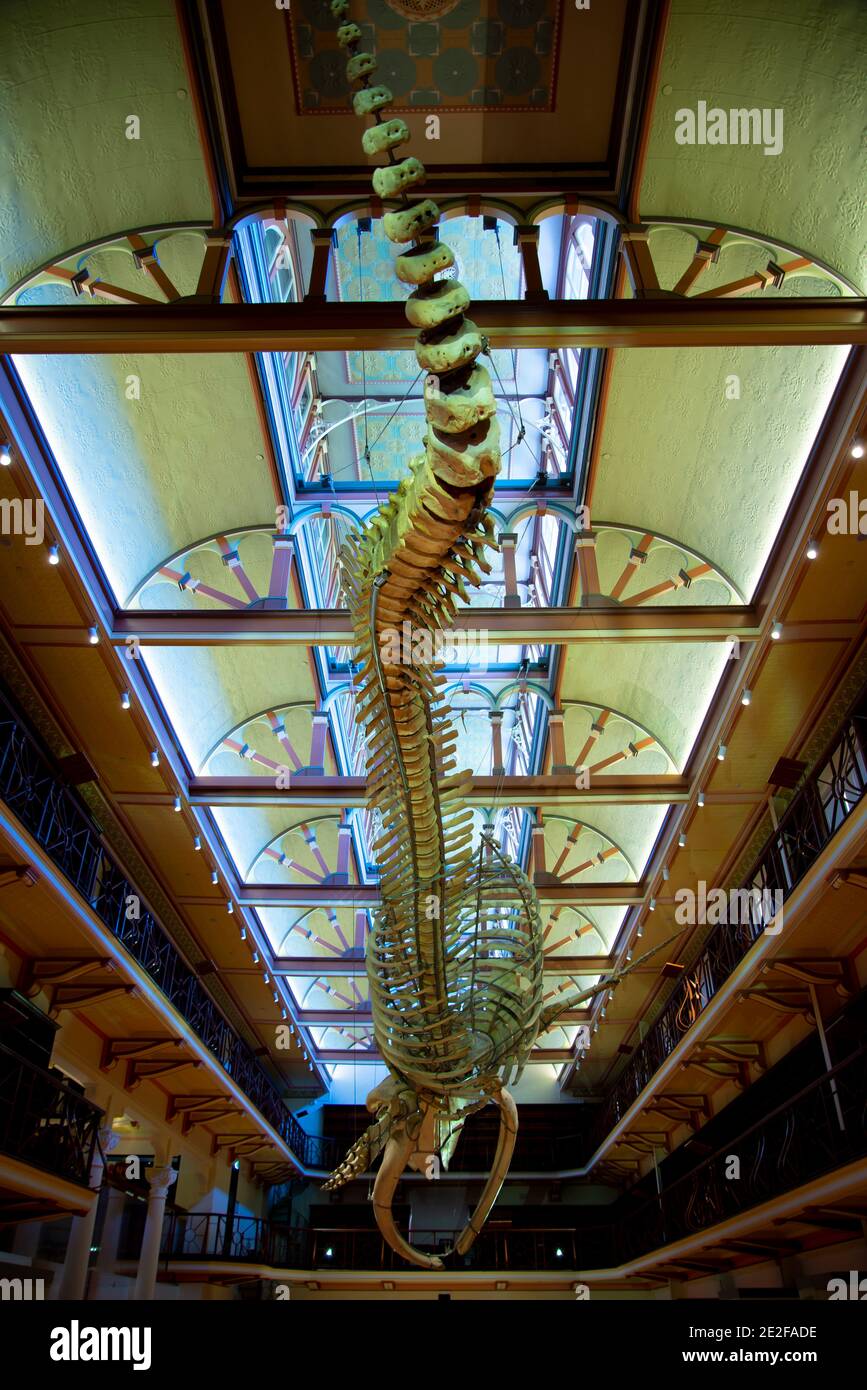Skeleton of a blue whale Stock Photo - Alamy