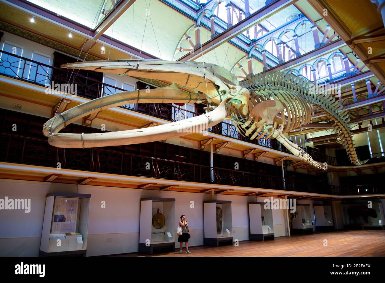 Skeleton of a blue whale Stock Photo - Alamy