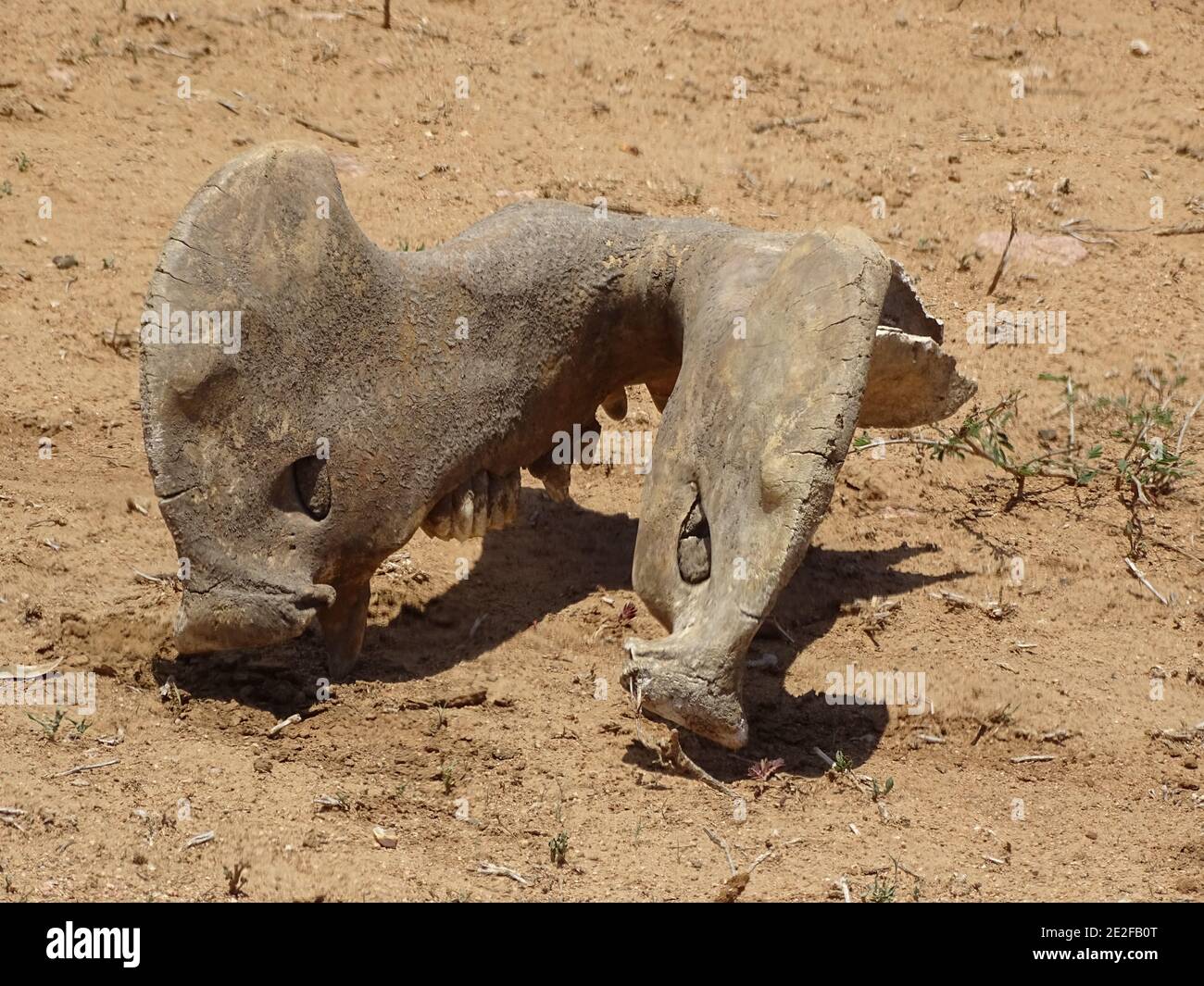 Weathered bones in the desert on a sunny day Stock Photo - Alamy