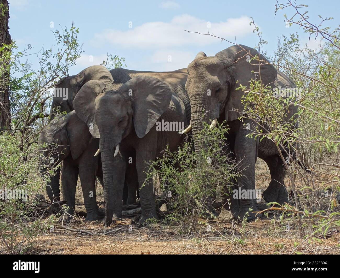 Group of African elephants standing outdoors under blue sky Stock Photo ...