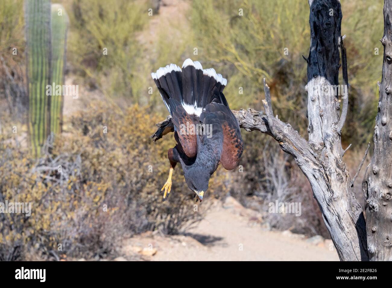 Desert hawk hi-res stock photography and images - Alamy
