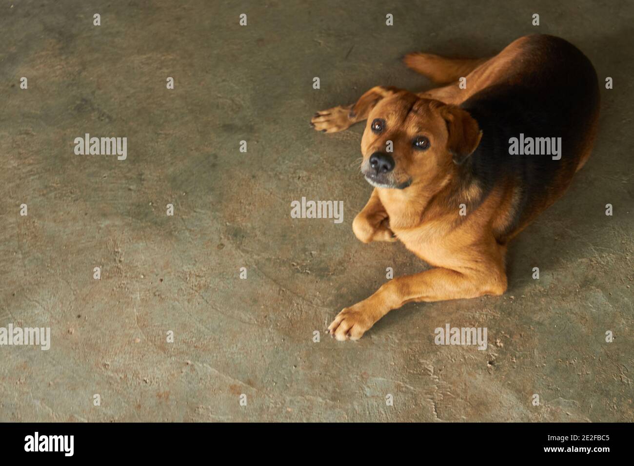 Beg begging food hi-res stock photography and images - Alamy