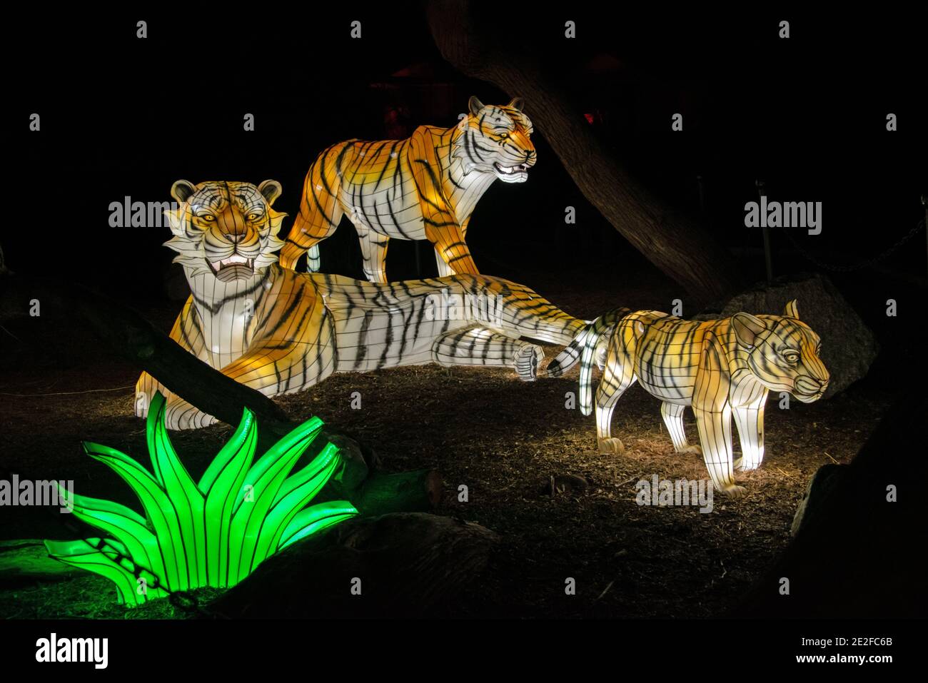 Tiger Zoo Light Display Stock Photo - Alamy