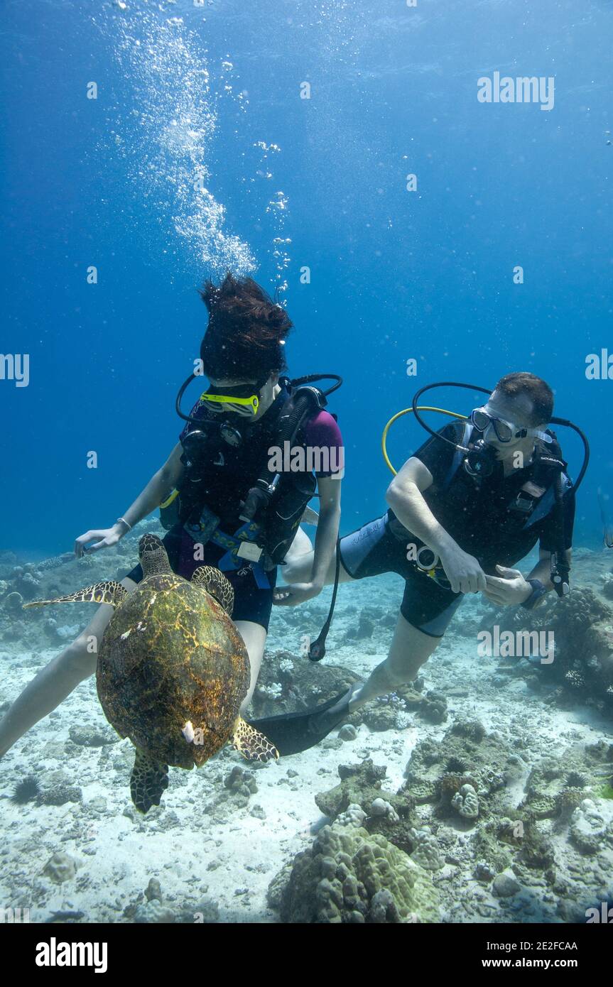 Vertical shot of the divers diving underwater with a sea turtle playing ...