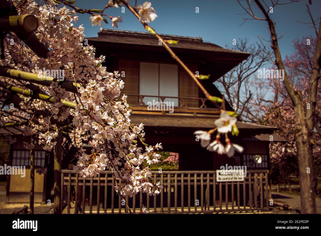 Garden of sakuras hi-res stock photography and images - Alamy