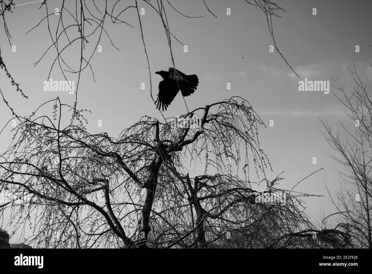 Low angle greyscale view of a crow flying above the branches of the ...