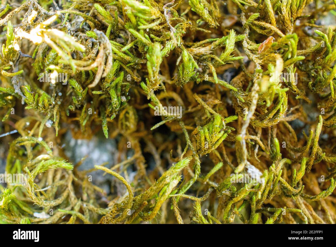 Super detailed macro close up of Moss Stock Photo - Alamy