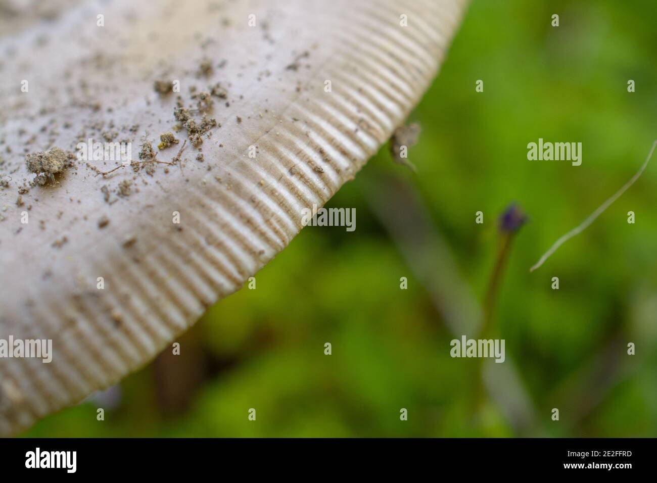 Large wild mushroom close up Stock Photo - Alamy
