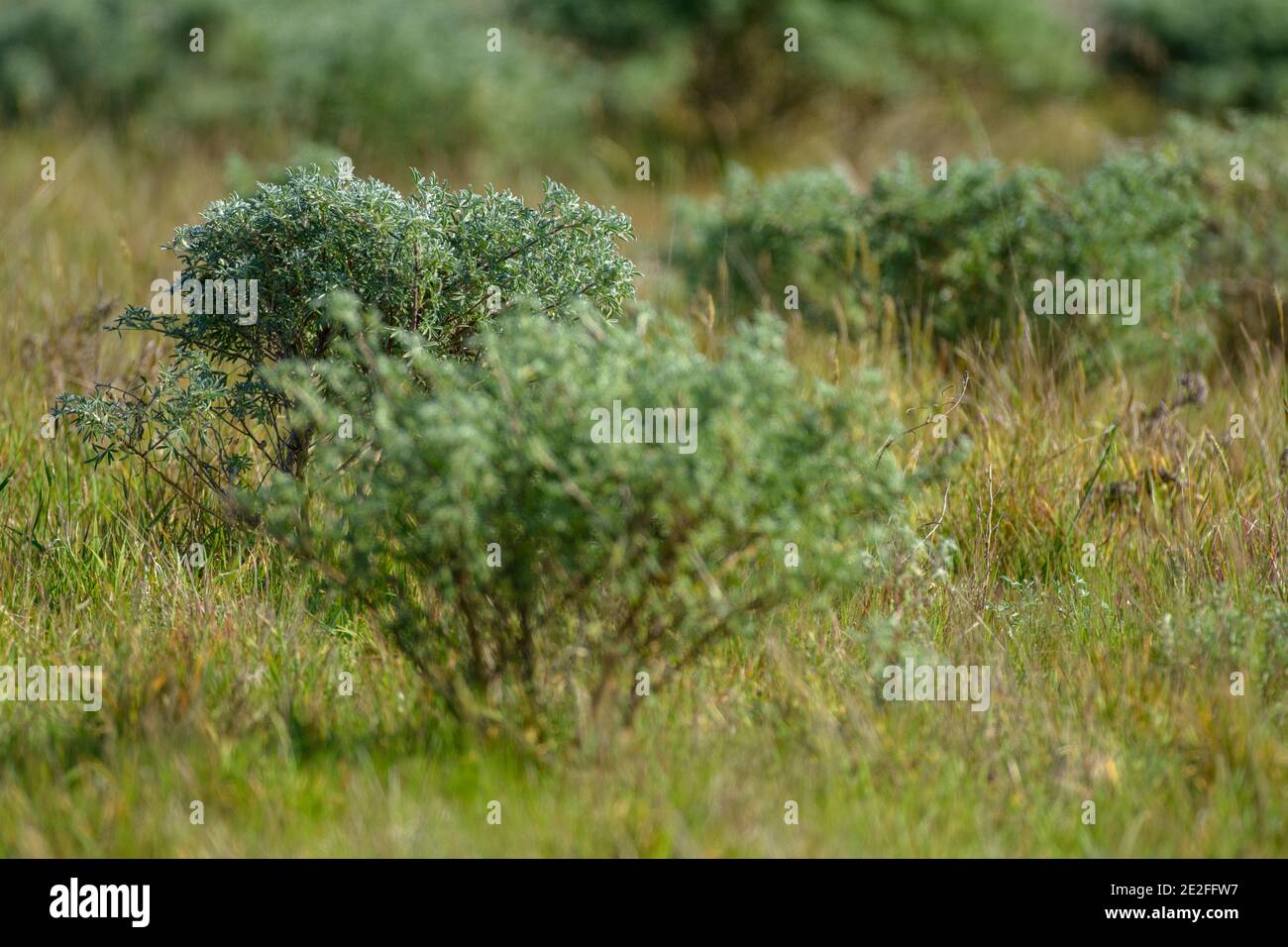 California northern coastal native shrub meadow landscape Stock Photo ...