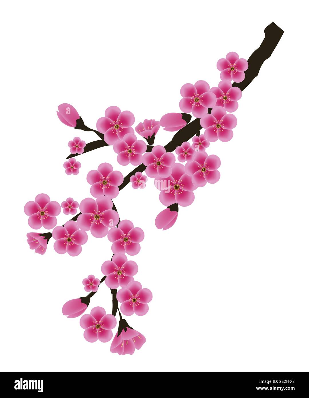 Sakura Flower Vector Art