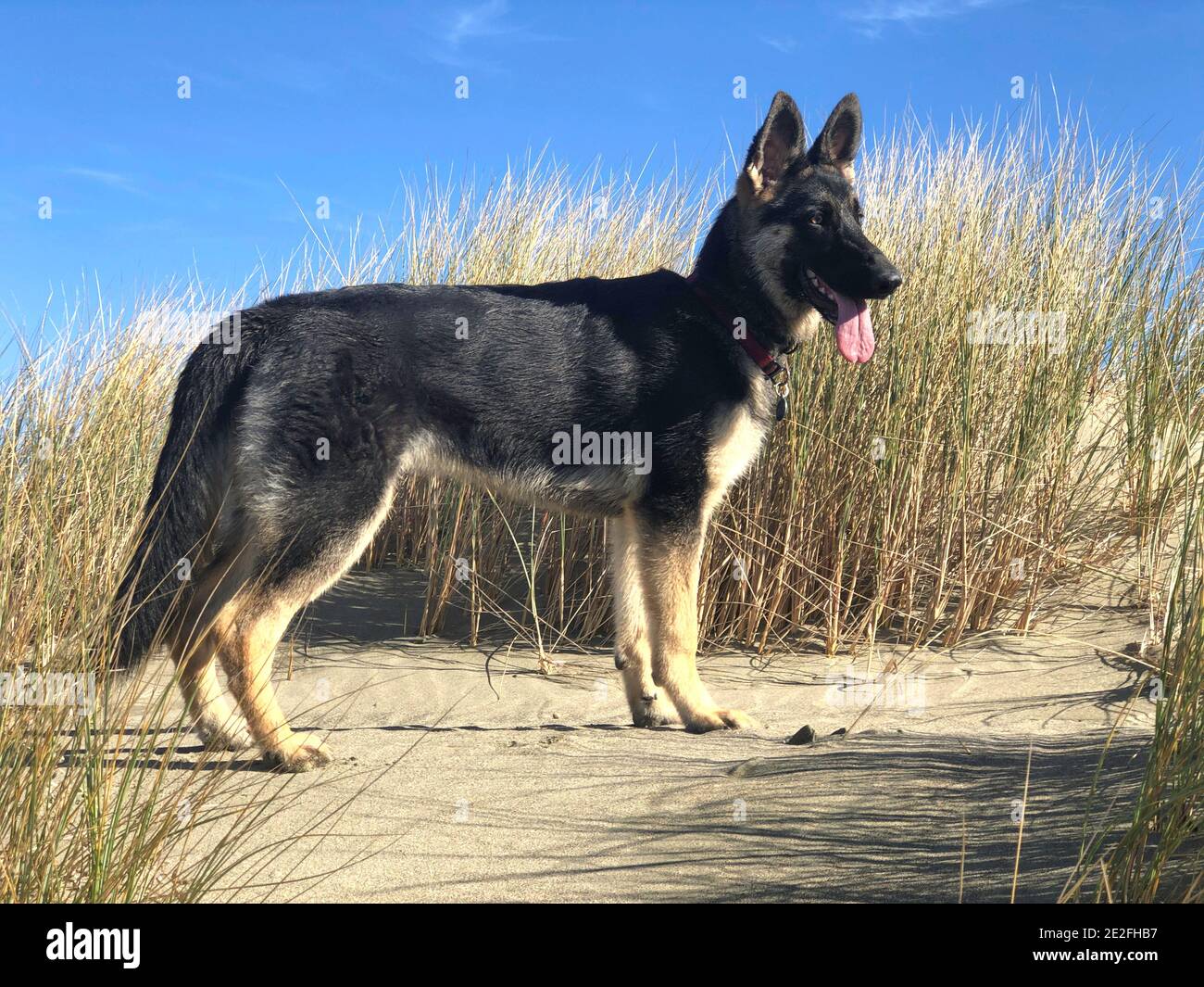 Most beautiful german shepherd hi-res stock photography and images - Alamy