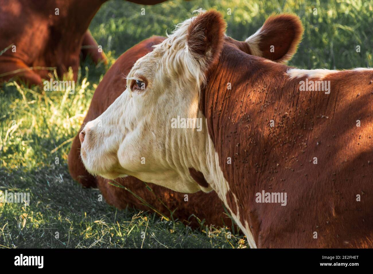 Cow insects hi-res stock photography and images - Alamy
