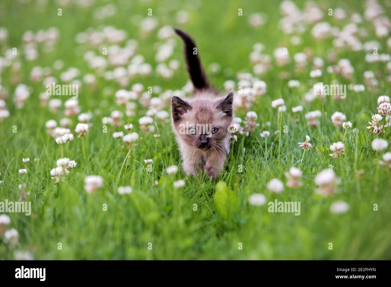 Kitten Siamese chocolate point walking among white clover flowers in ...