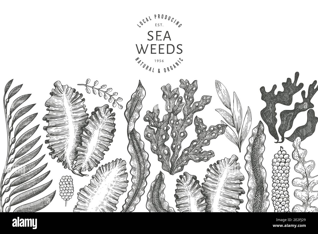 Seaweed design template. Hand drawn vector seaweeds illustration ...