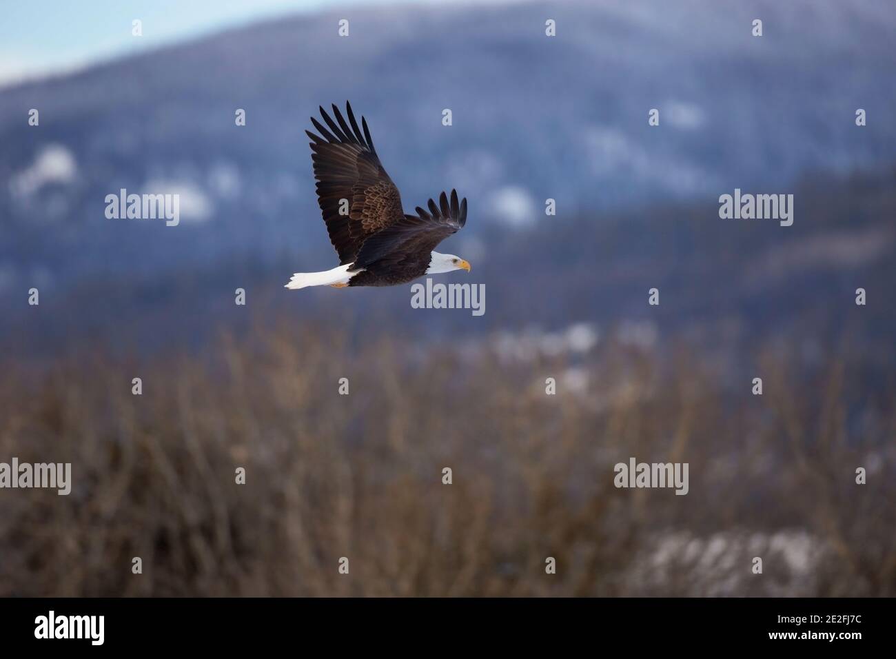 Bald eagle flying along hi-res stock photography and images - Alamy