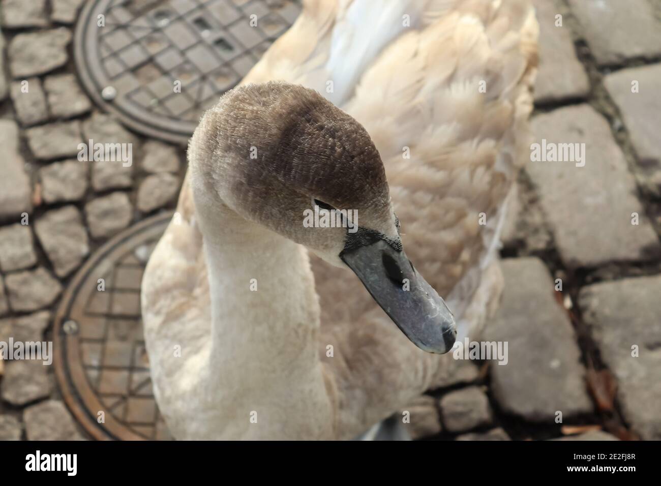 High angle closeup of a cute duck walking on a cobblestone street Stock ...