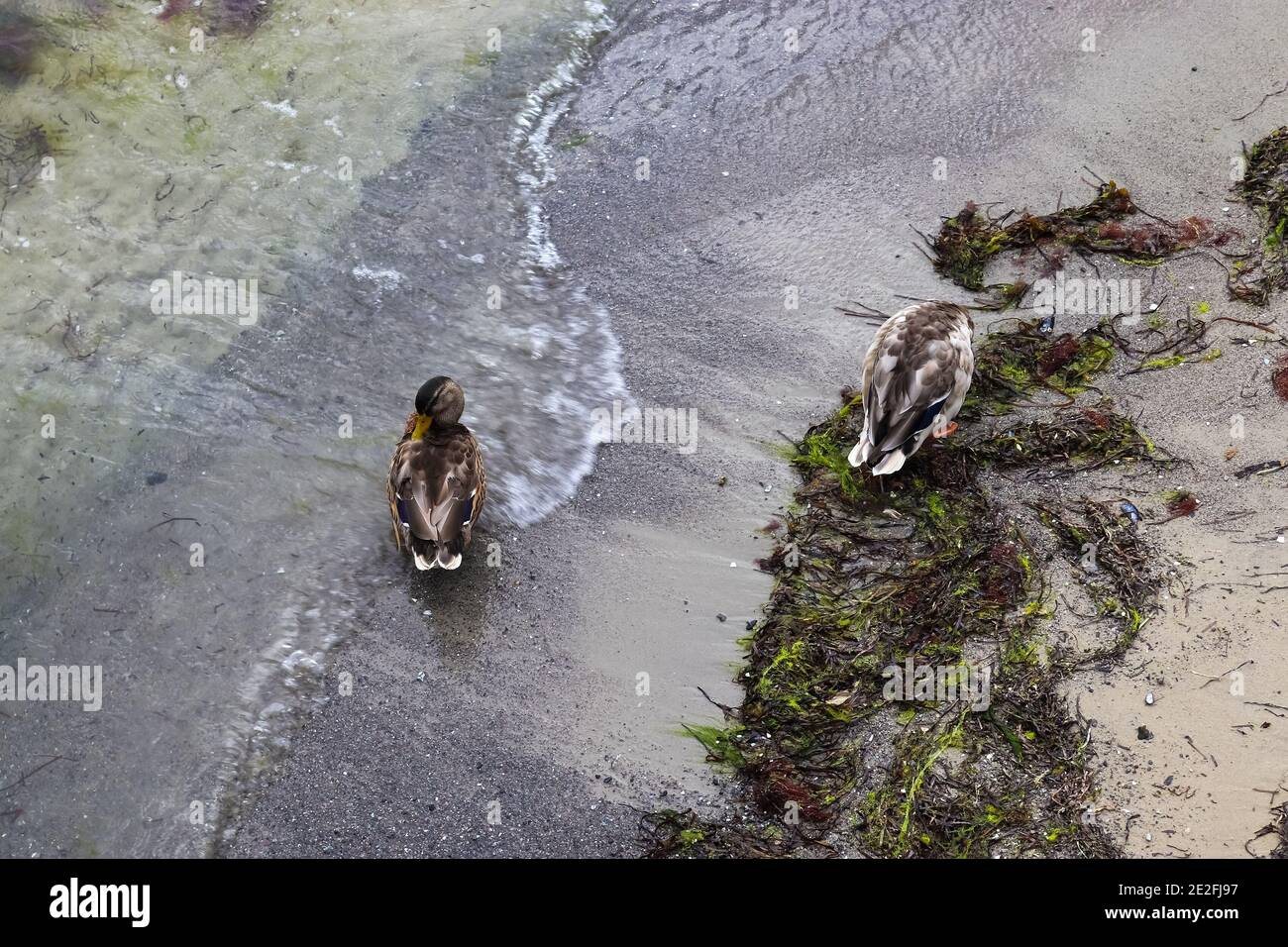 High angle shot ducks hi-res stock photography and images - Alamy