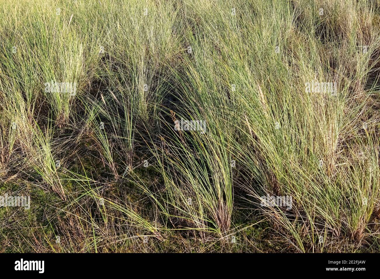 Windblown grass field hi-res stock photography and images - Alamy