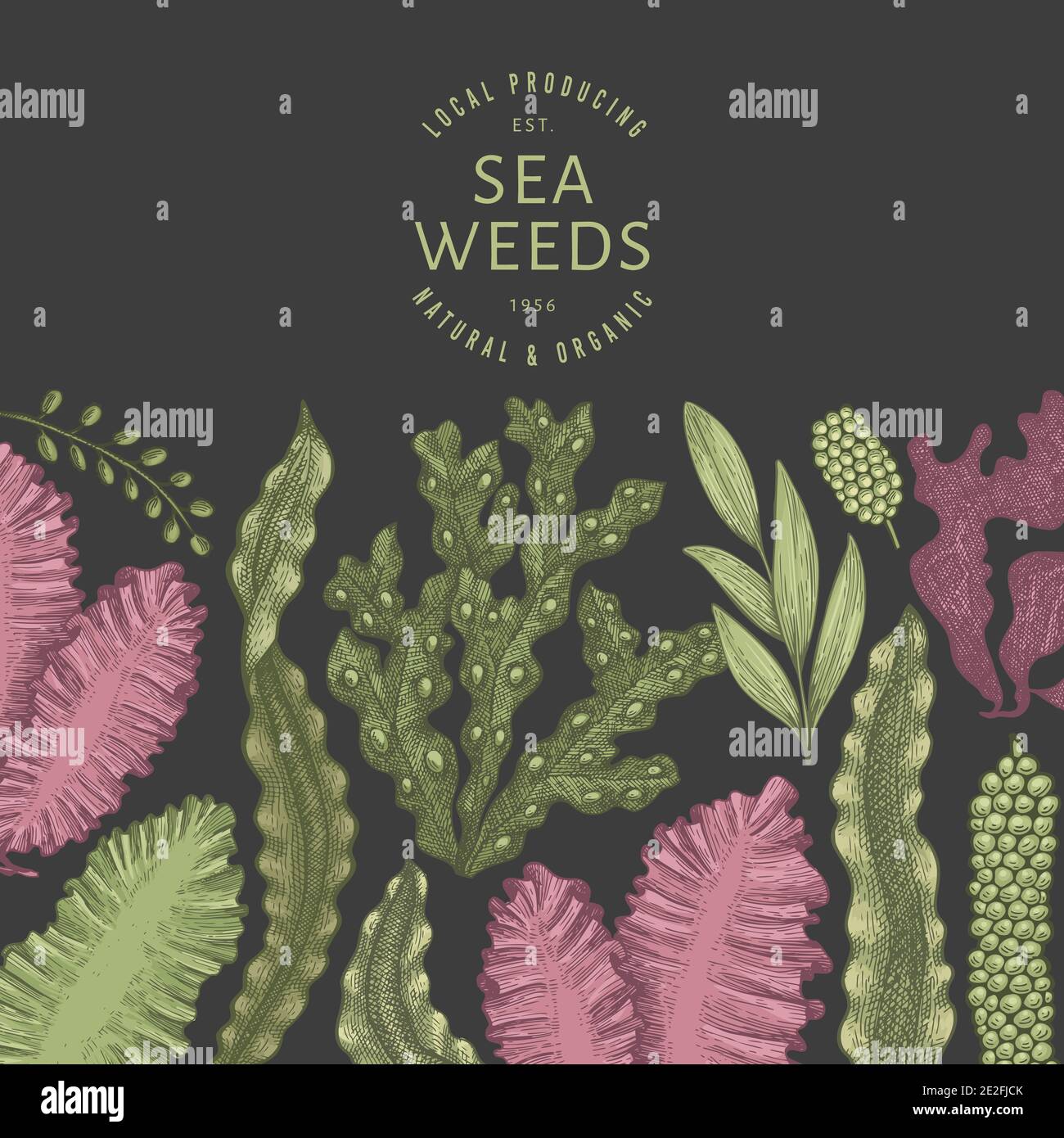 Seaweed color design template. Hand drawn vector seaweeds illustrations ...