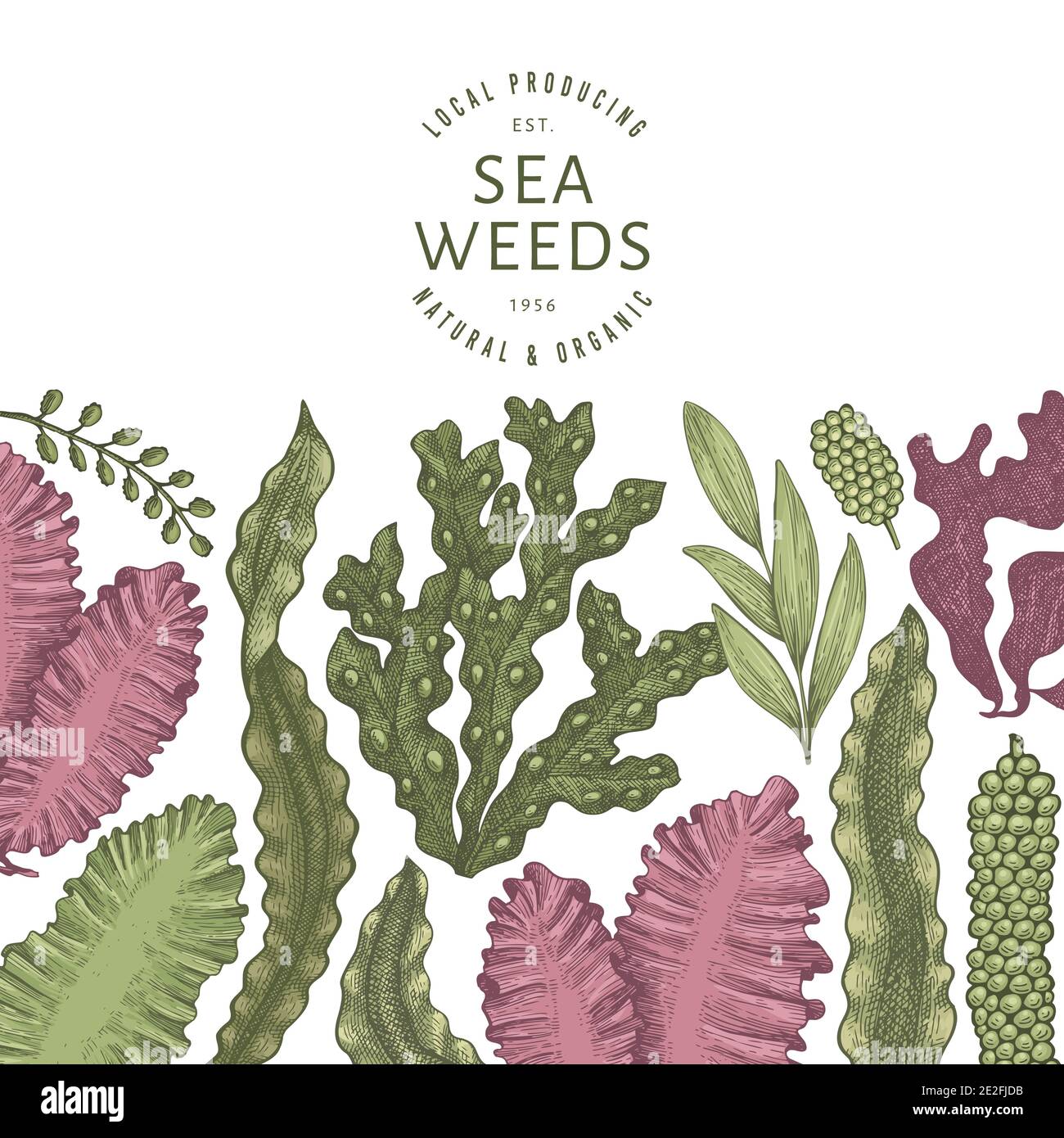 Seaweed color design template. Hand drawn vector seaweeds illustration ...