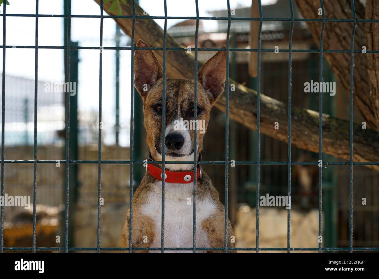 Dog in a cage on blurred background Stock Photo - Alamy