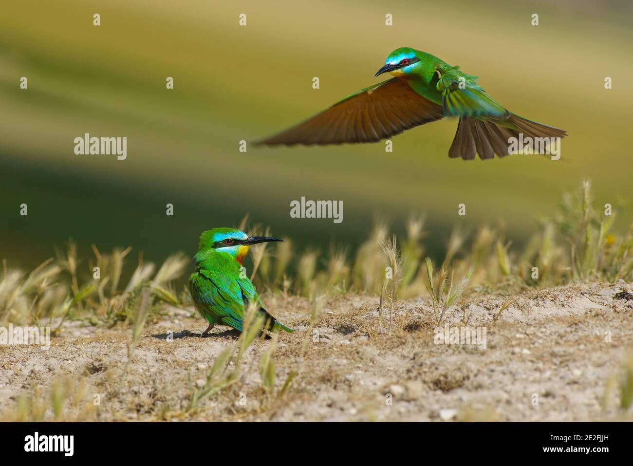 Bird with blurred background hi-res stock photography and images - Alamy