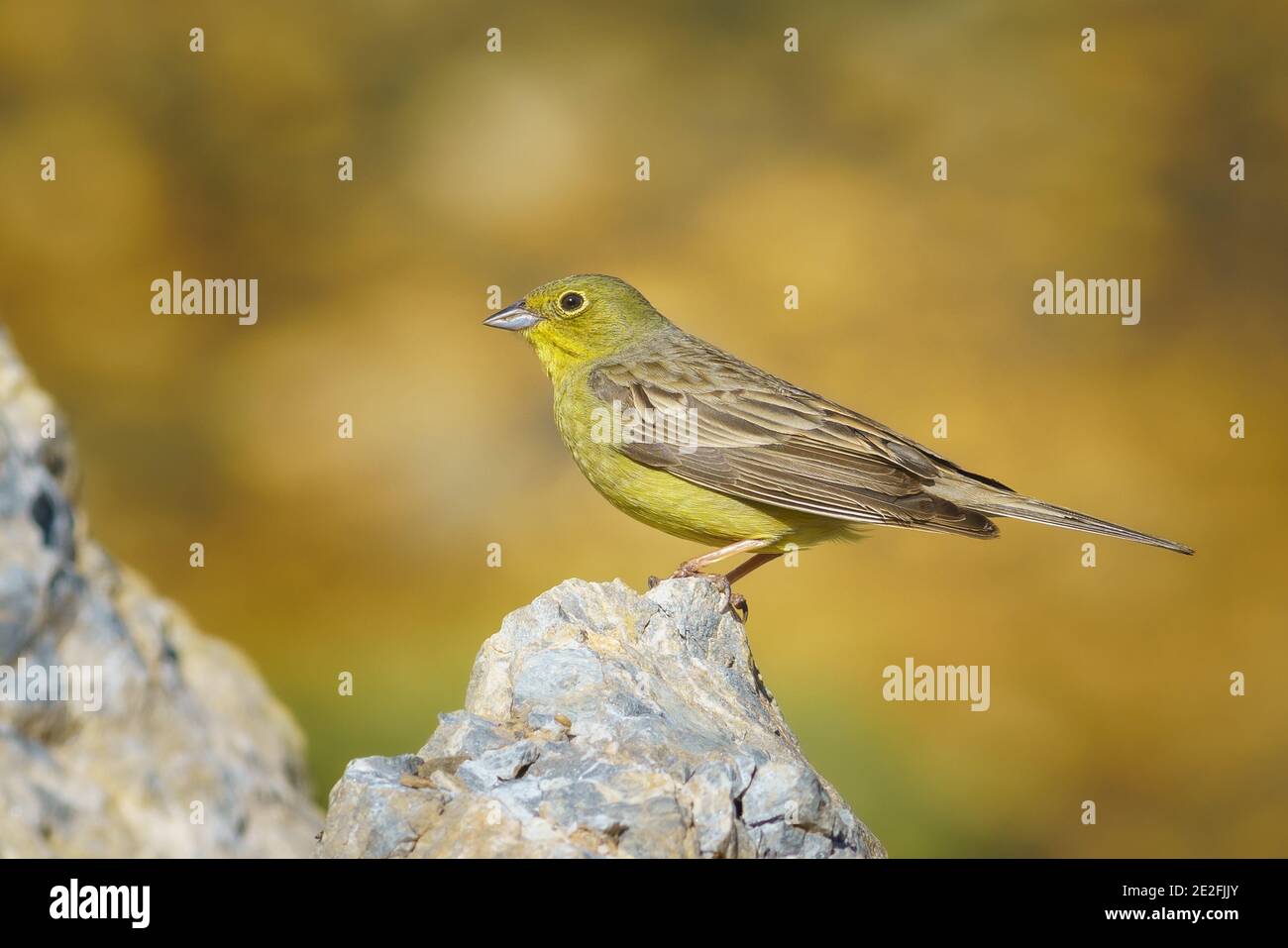 Closeup shot of a bird on stone Stock Photo - Alamy