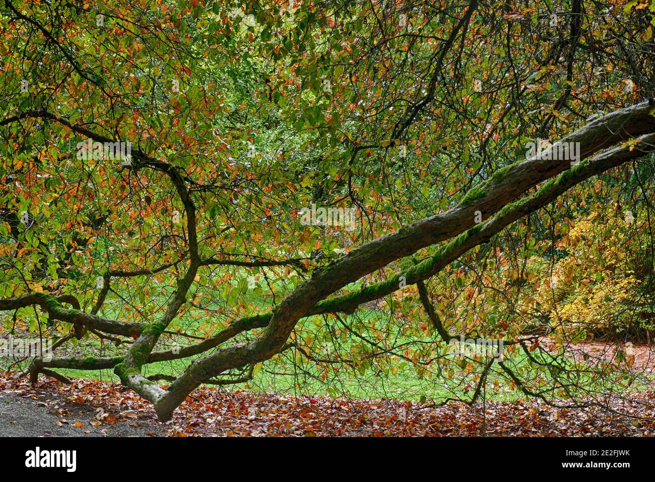 Leafy tree branches in the forest Stock Photo - Alamy