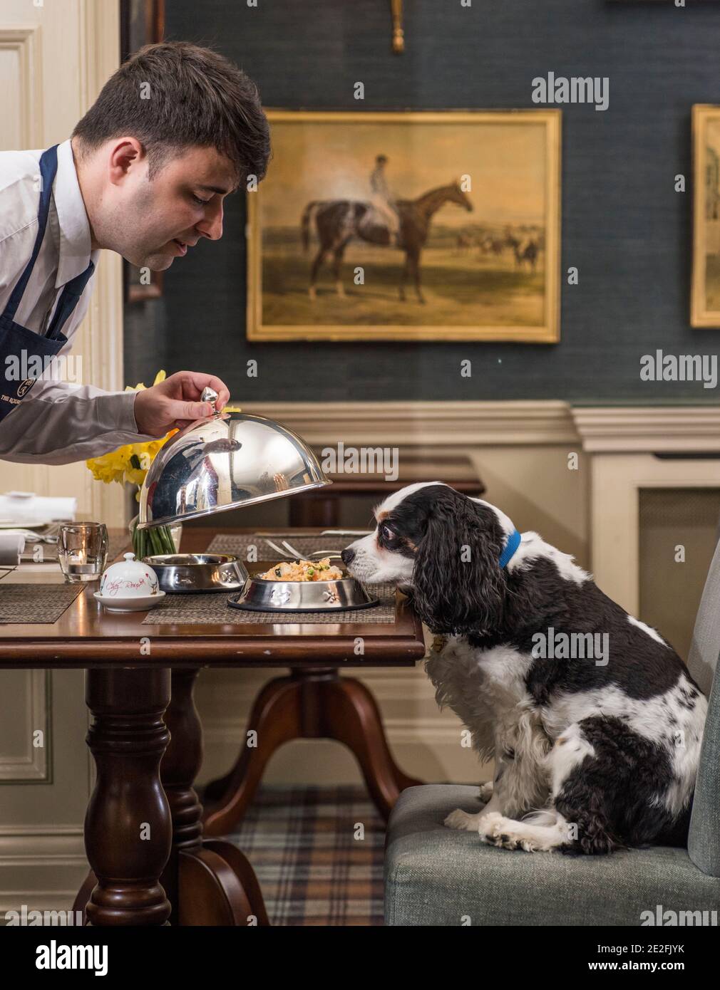 A King Charles spaniel dog is serves a meal in a nice restaurant at a ...