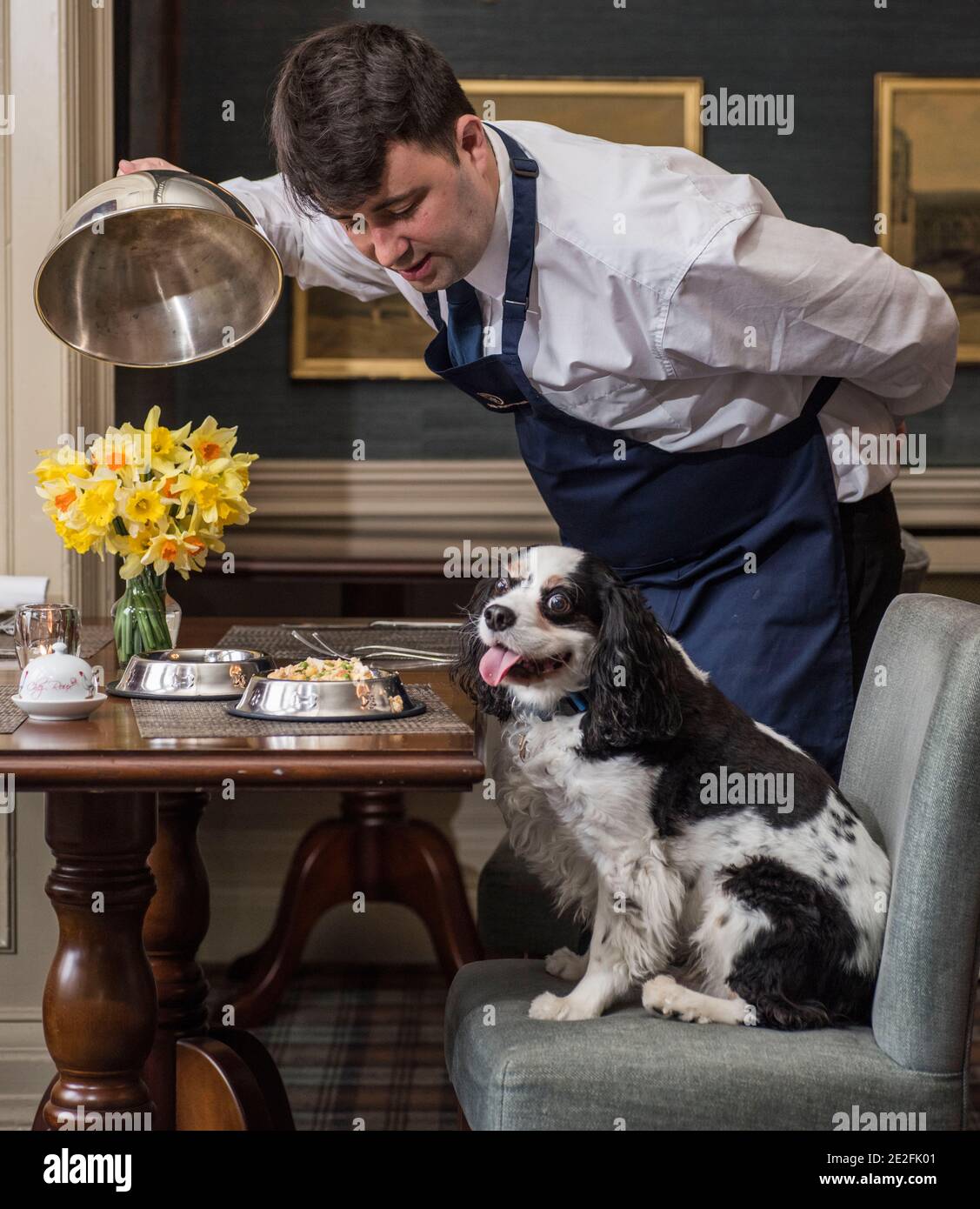 A King Charles spaniel dog is serves a meal in a nice restaurant at a ...