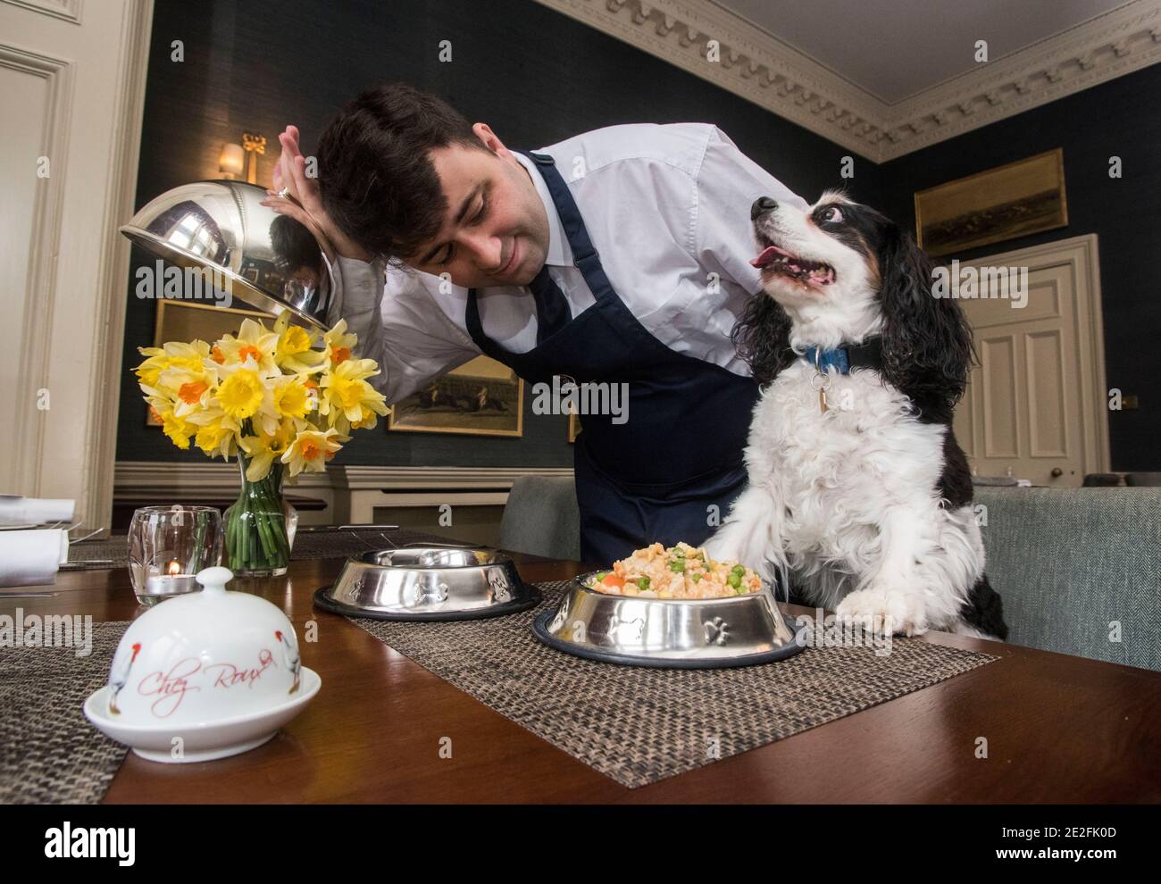 A King Charles spaniel dog is serves a meal in a nice restaurant at a ...