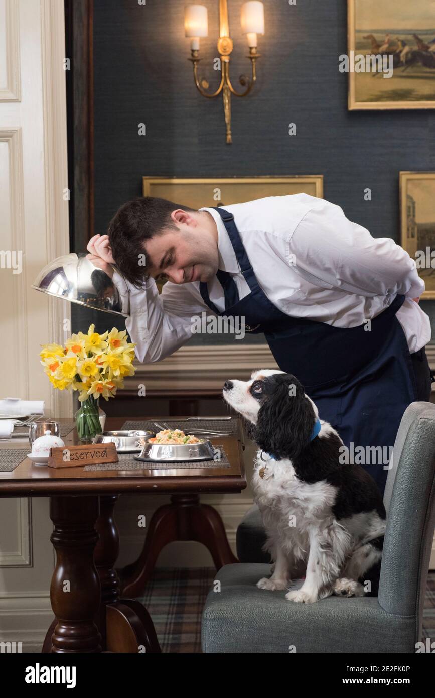 A King Charles spaniel dog is serves a meal in a nice restaurant at a ...