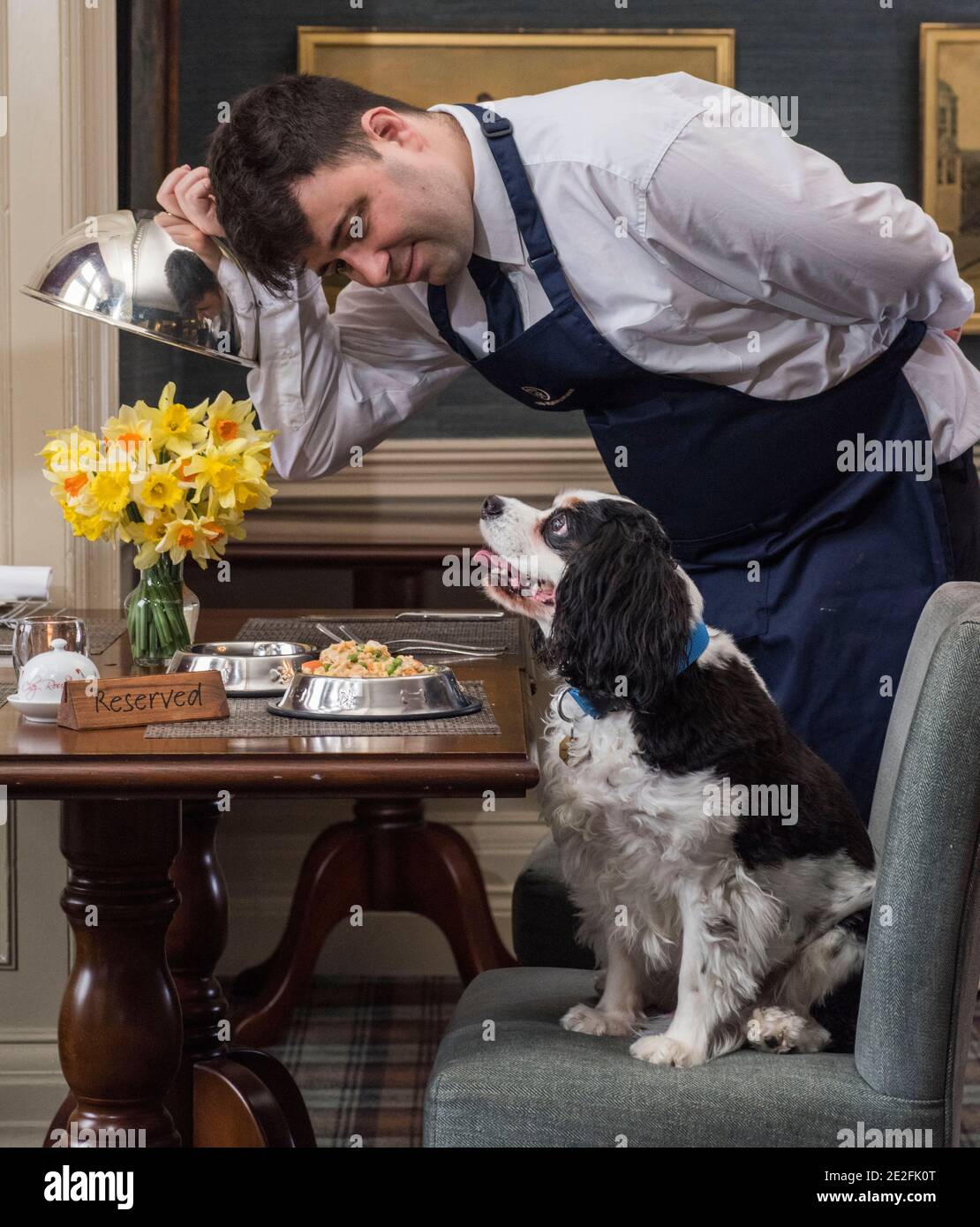 A King Charles spaniel dog is serves a meal in a nice restaurant at a ...
