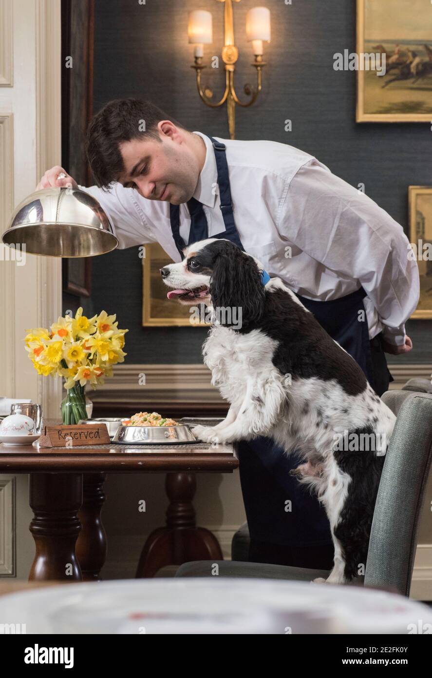 A King Charles spaniel dog is serves a meal in a nice restaurant at a ...