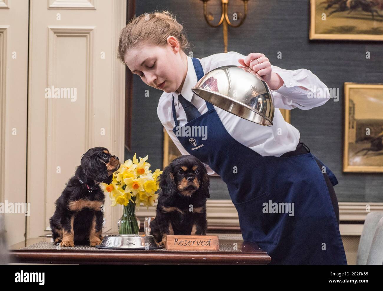 A King Charles spaniel dog is serves a meal in a nice restaurant at a ...