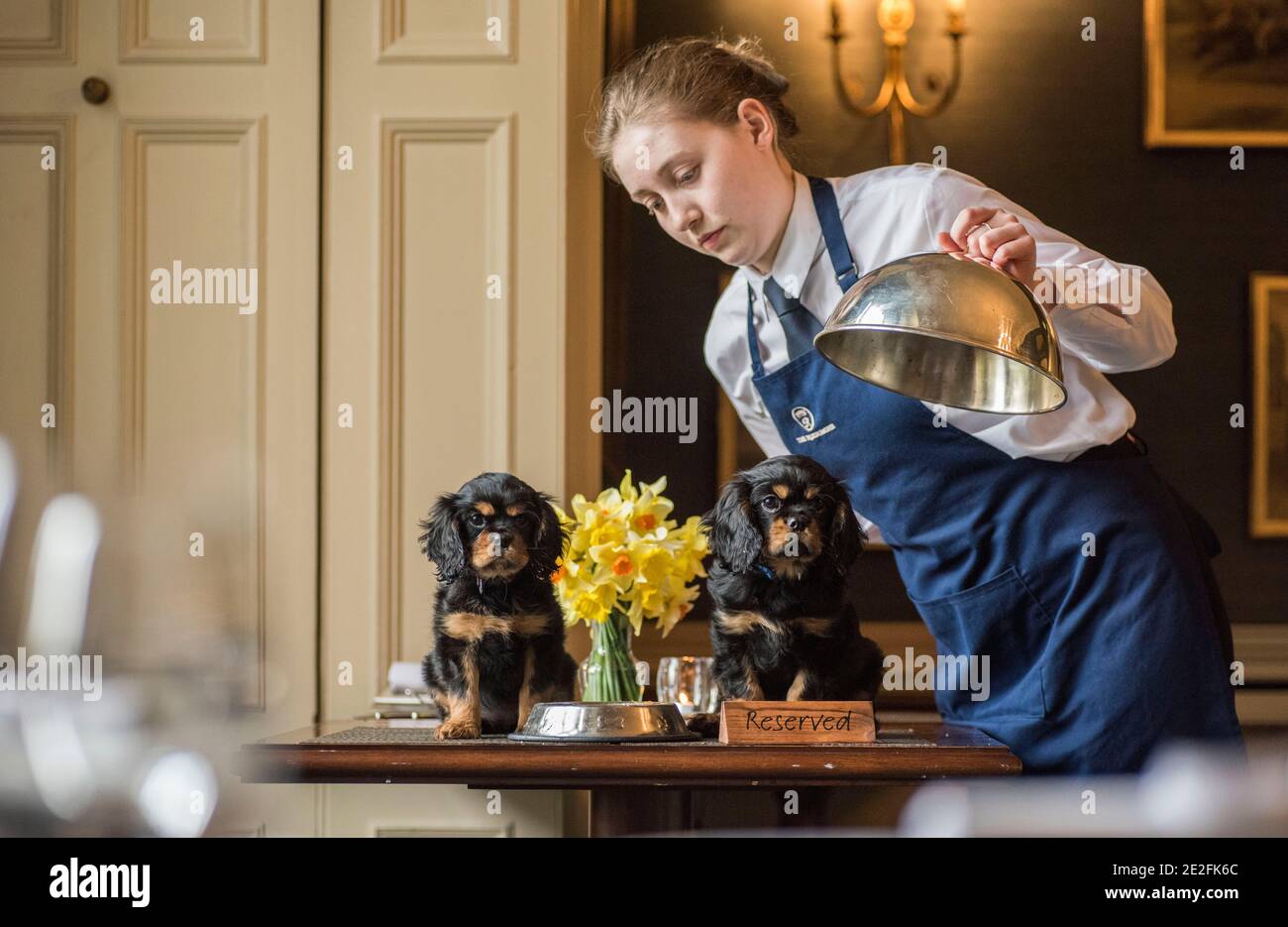 A King Charles spaniel dog is serves a meal in a nice restaurant at a ...