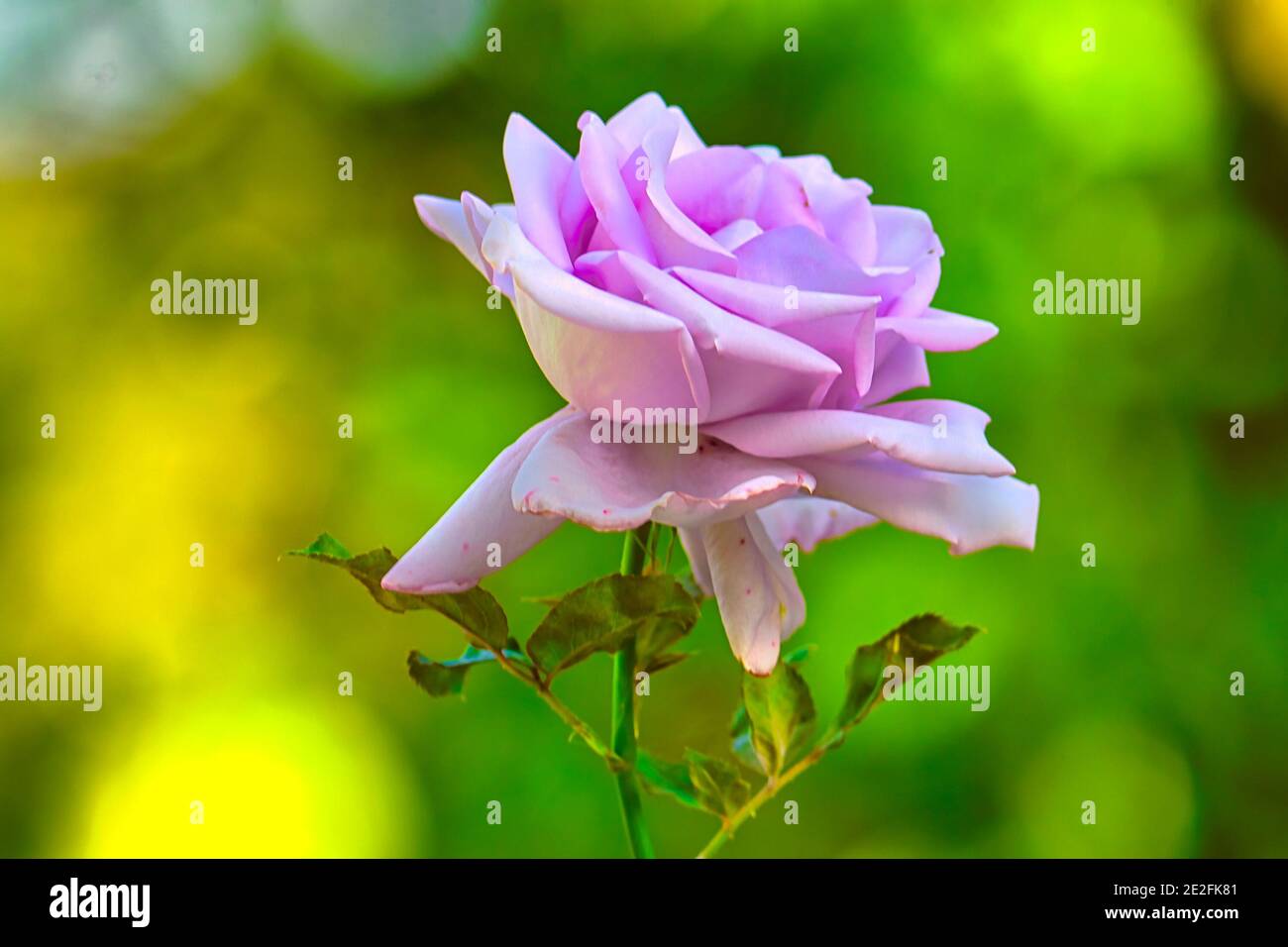 Canker flower hi-res stock photography and images - Alamy