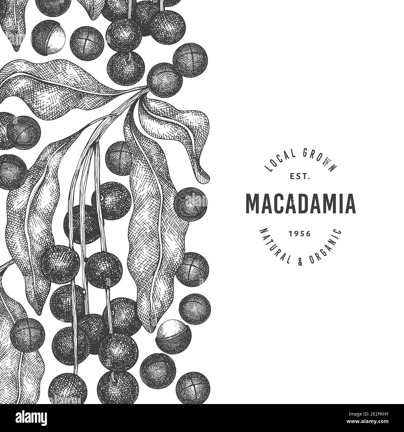 Macadamia Nut Tree Illustration