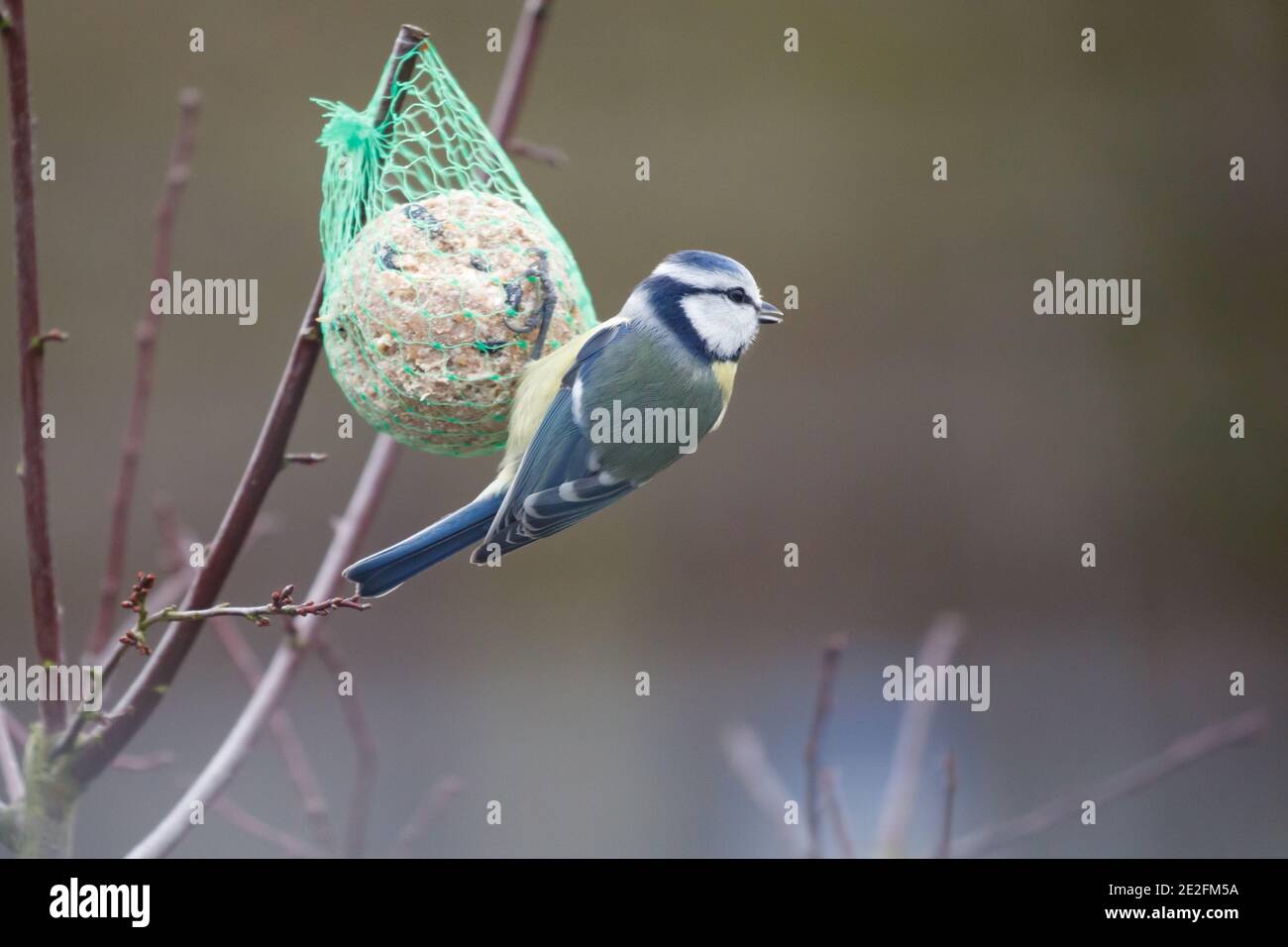a blue tit hangs on a titmouse dumpling to peck food Stock Photo - Alamy