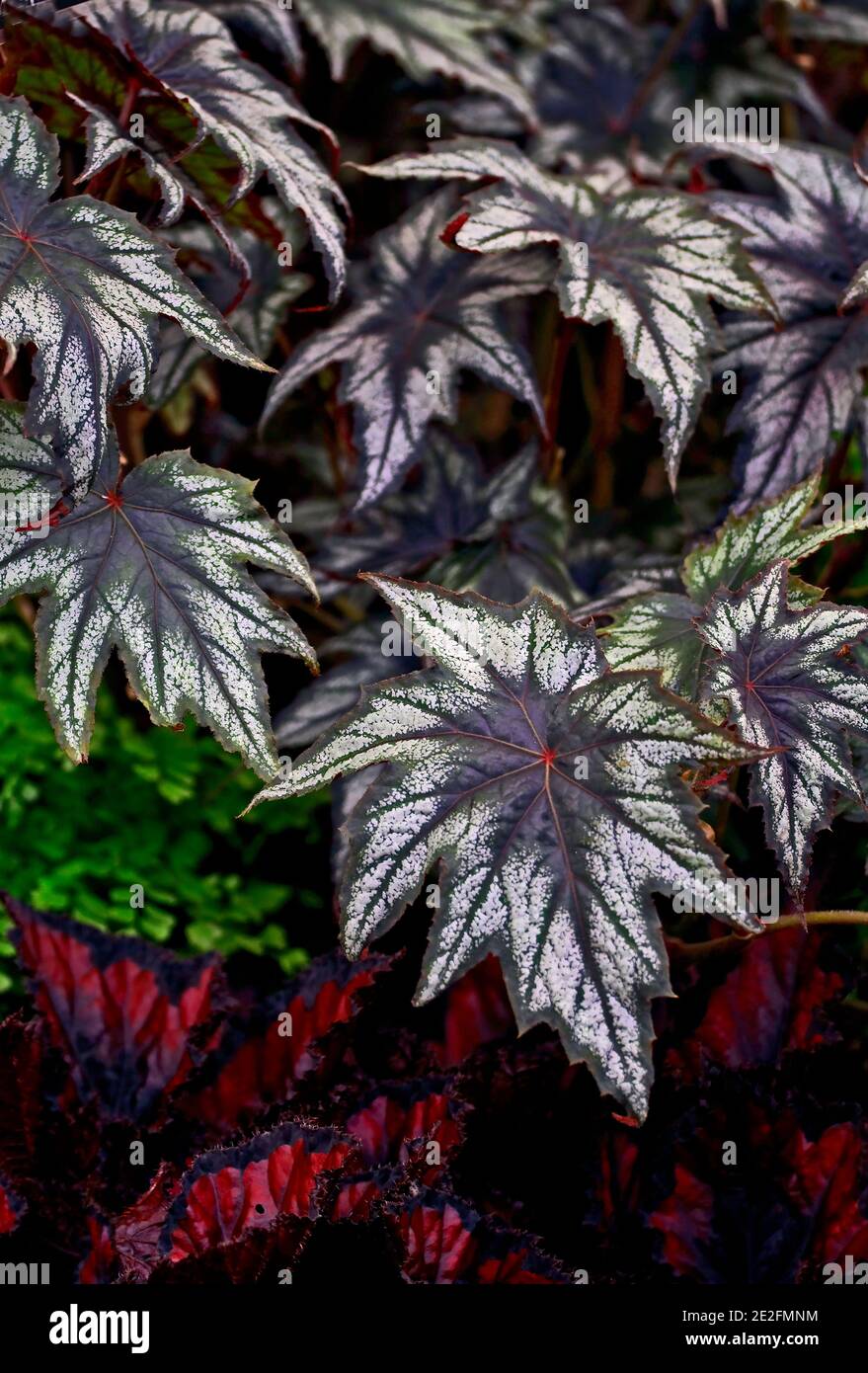 Begonia little brother montgomery hi-res stock photography and images ...