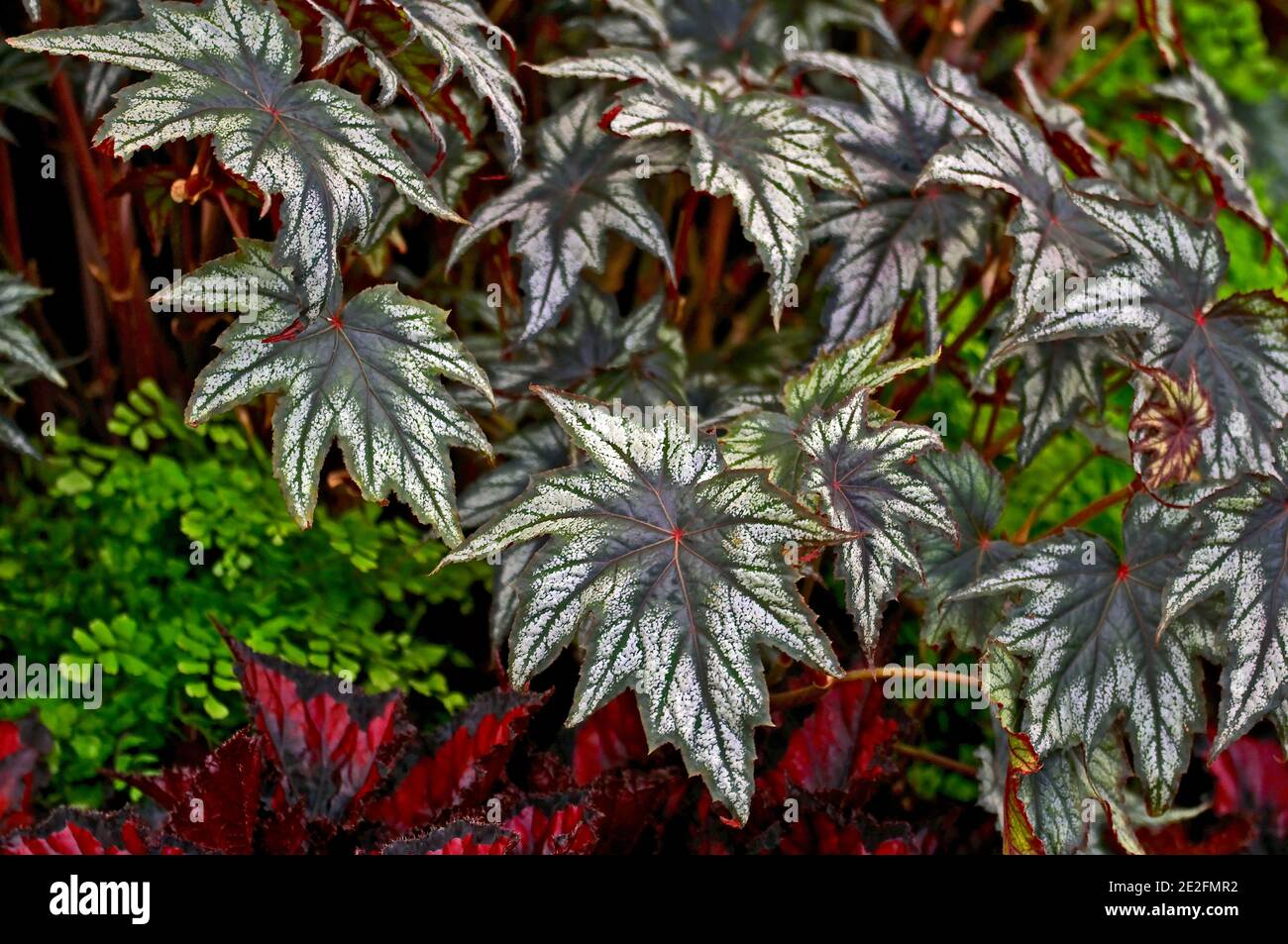Begonia ' Little Brother Montgomery' variegated leaves in close up ...