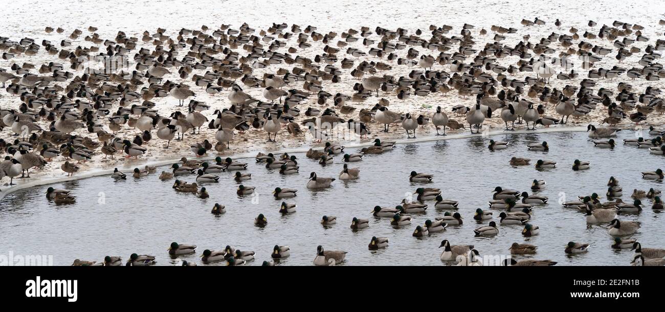 Migrating birds alberta hi-res stock photography and images - Alamy