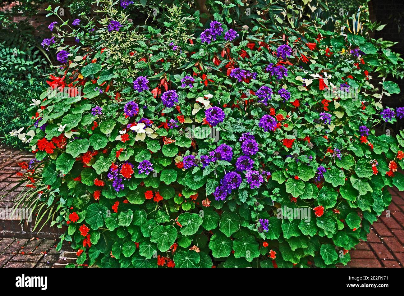 Verbena container hi-res stock photography and images - Alamy