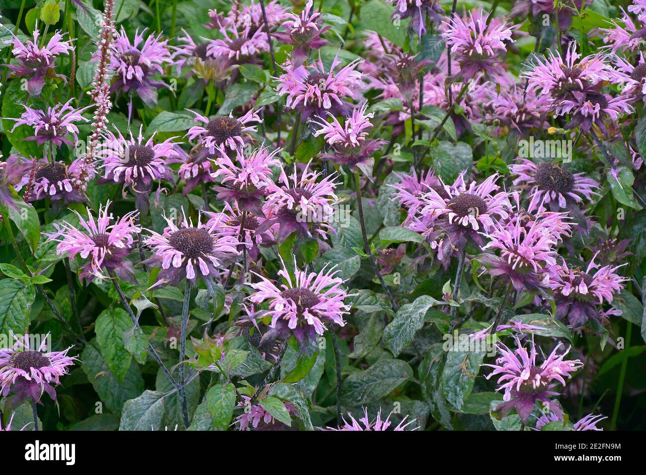 Monarda fistulosa hi-res stock photography and images - Alamy