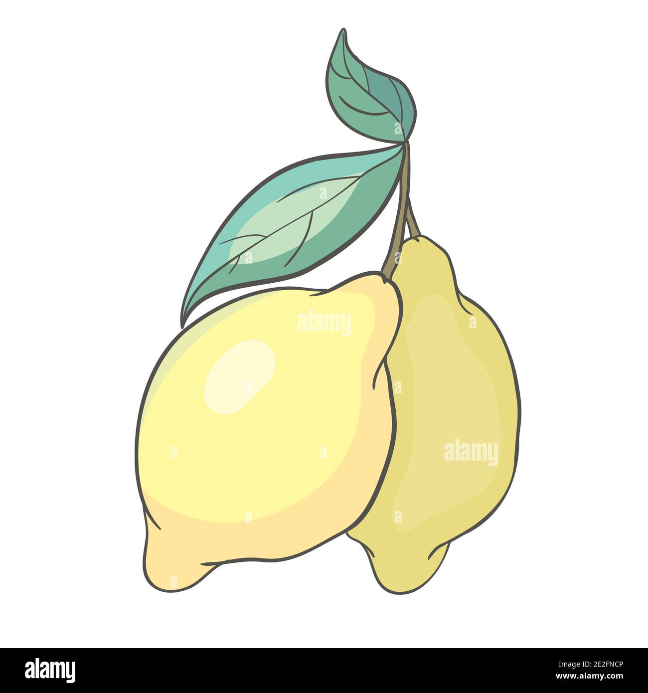 Hand drawn vector lemon whole and round slice, piece, on light ...
