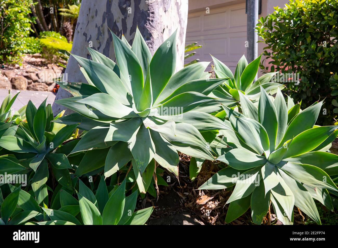 Agave attenuata or foxtail agaves growing in a Sydney garden,NSW ...