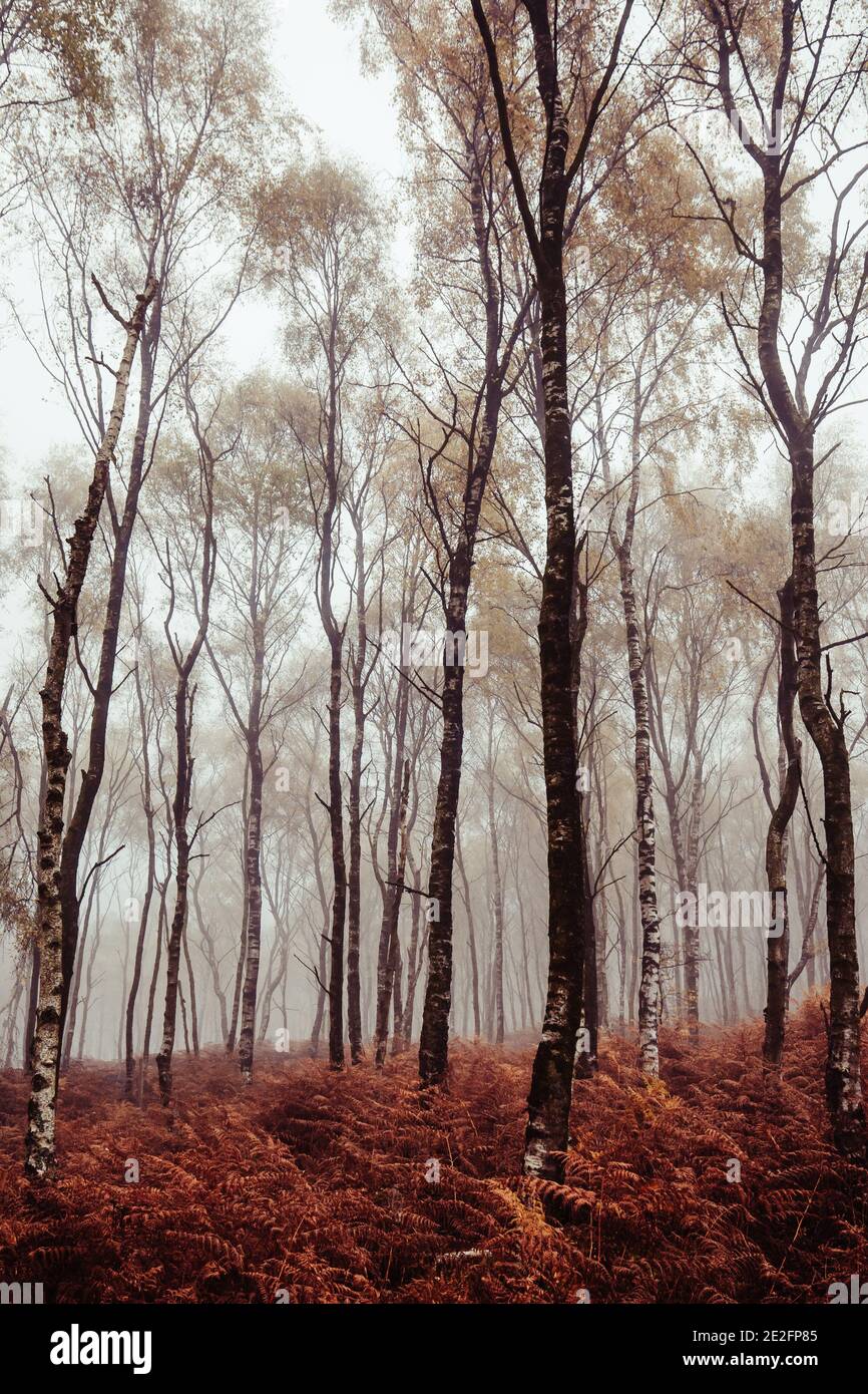 Beautiful shot of tall deciduous trees, Cannock Chase, England Stock ...