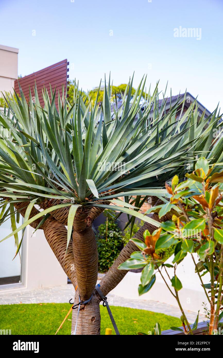 Dracaena Draco dragon tree tied for support in a Sydney garden,NSW ...