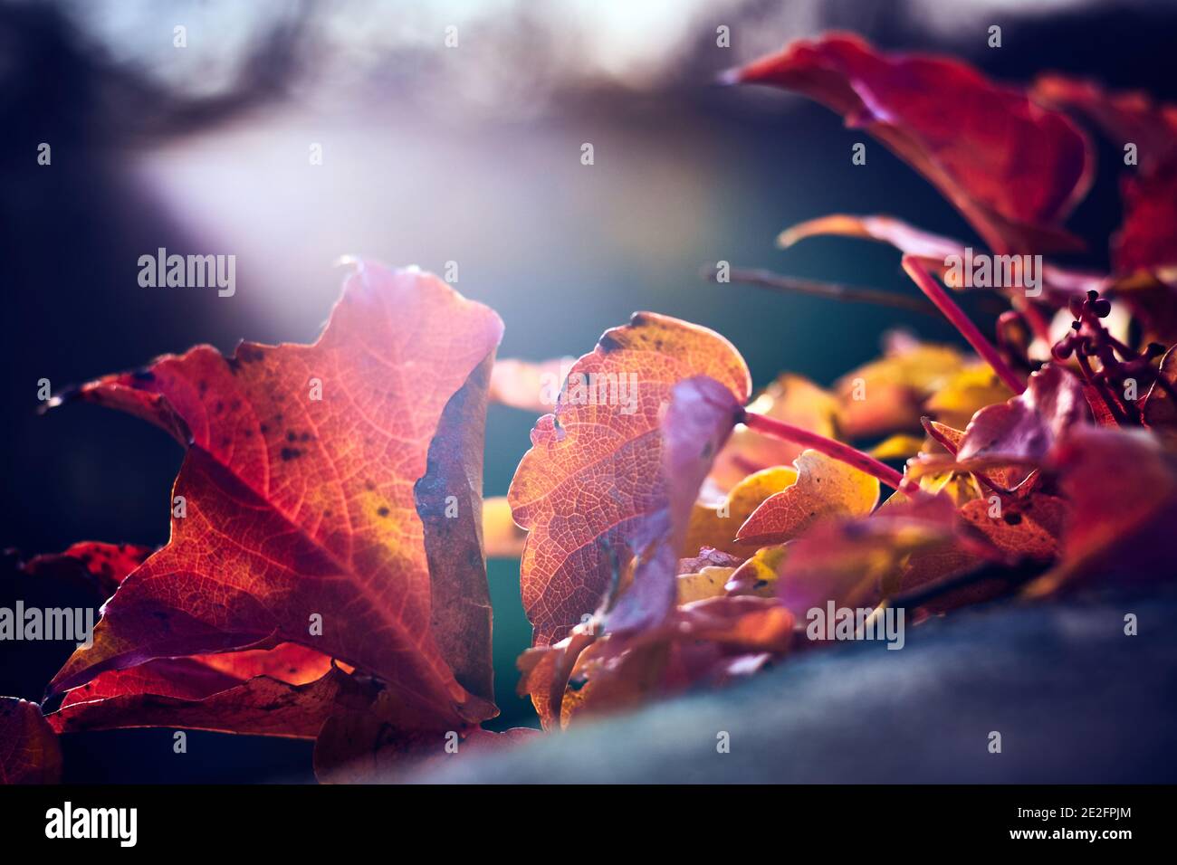 Selective focus closeup of the fall colorful leaves during the Autumn ...