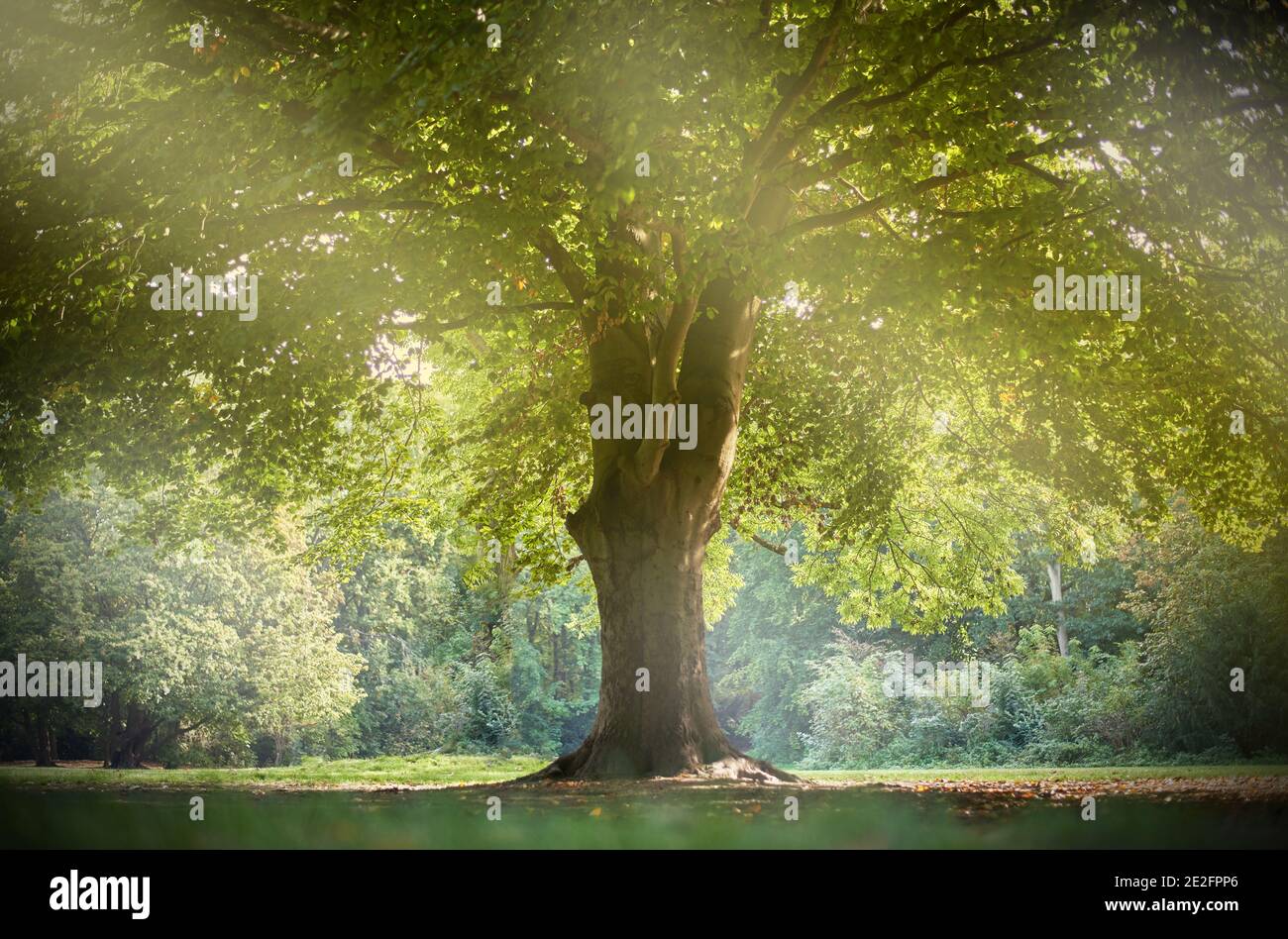Low angle closeup of the wide branches of a tree Stock Photo - Alamy